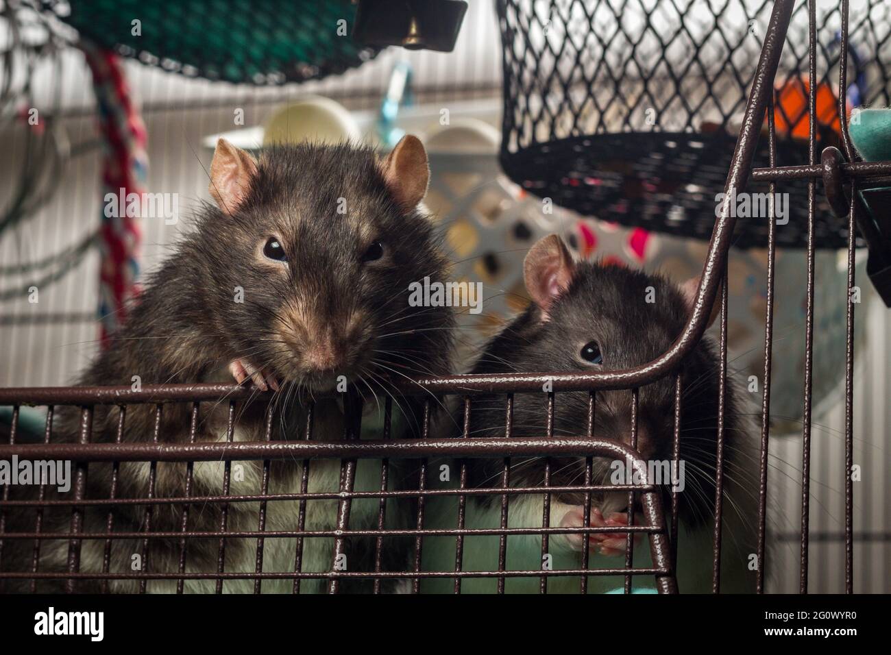 Friendly pet fancy berkshire and hooded rats playing in metal cage ...