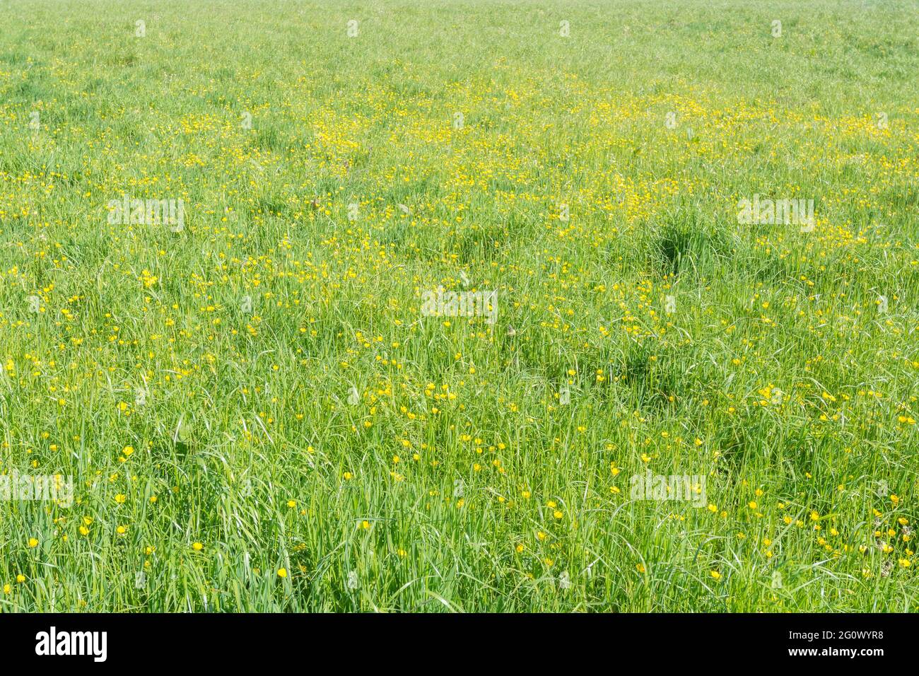 Mass of yellow flowered Creeping Buttercup / Ranunculus repens in ...