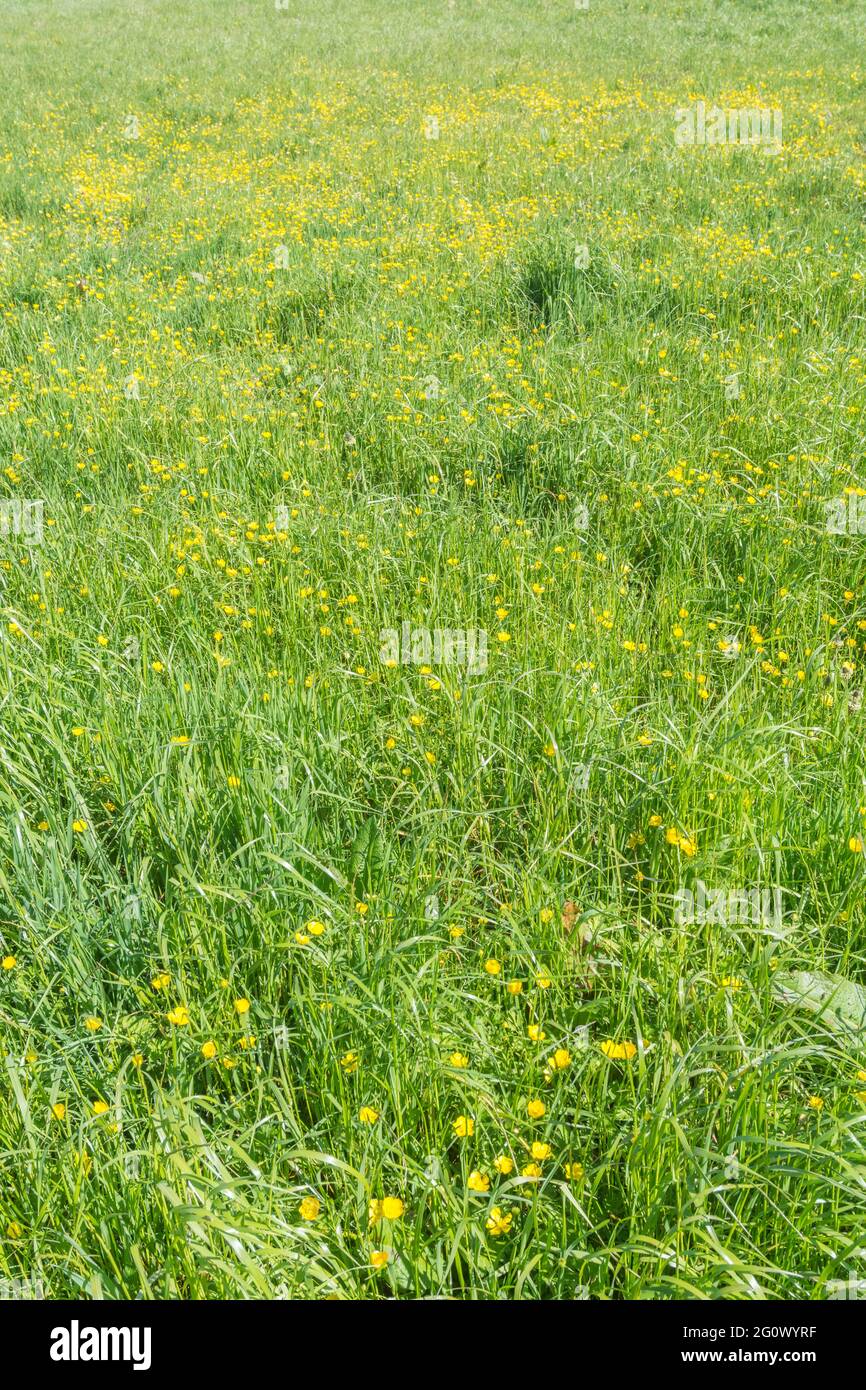Mass of yellow flowered Creeping Buttercup / Ranunculus repens in ...
