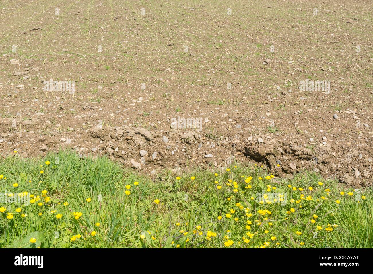 Mass of yellow flowered Creeping Buttercup / Ranunculus repens at field ...