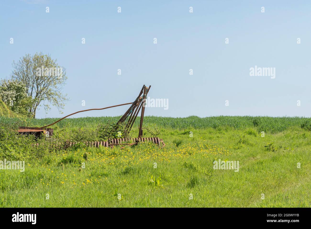 Mass of yellow flowered Creeping Buttercup / Ranunculus repens in ...