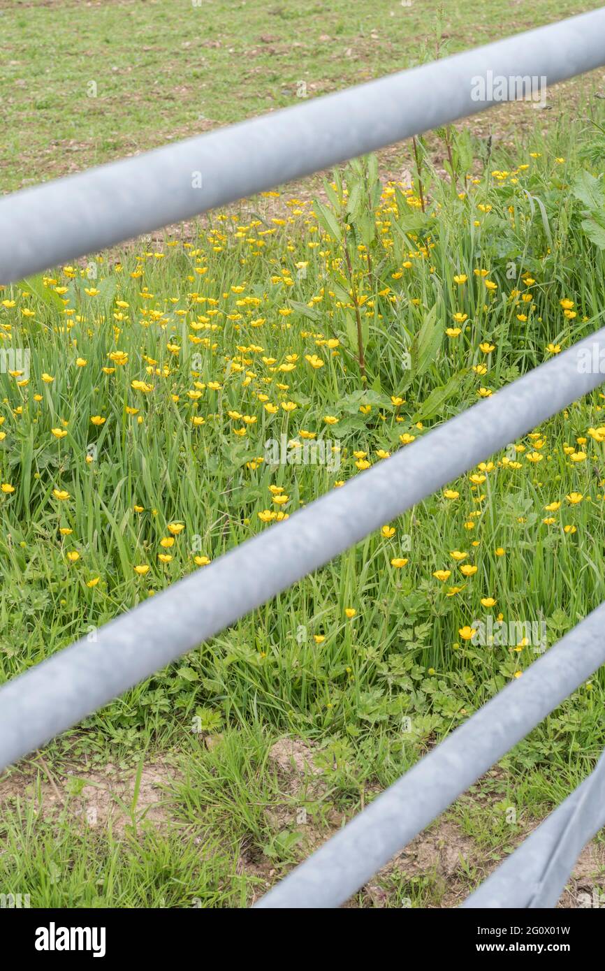 Most common yellow flowered weeds hi-res stock photography and images ...