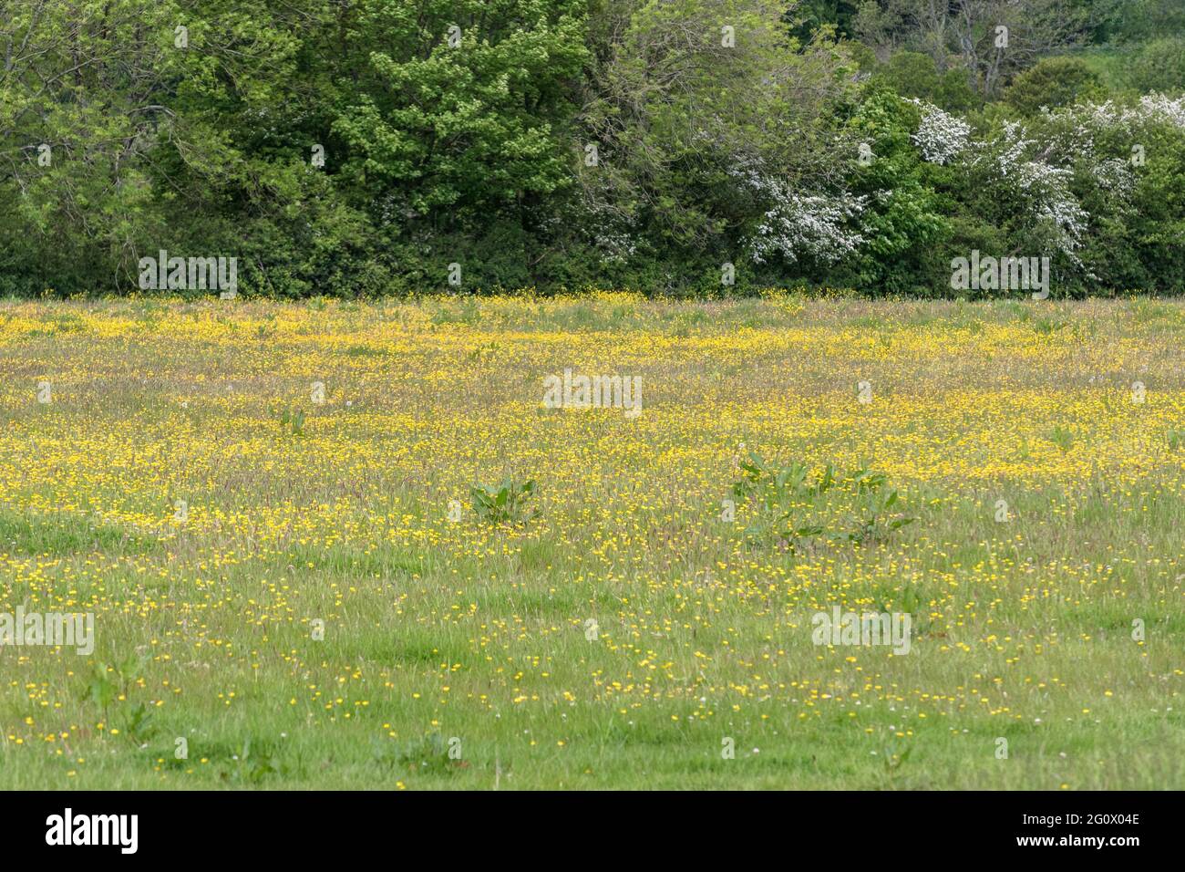 Mass of yellow flowered Creeping Buttercup / Ranunculus repens in ...