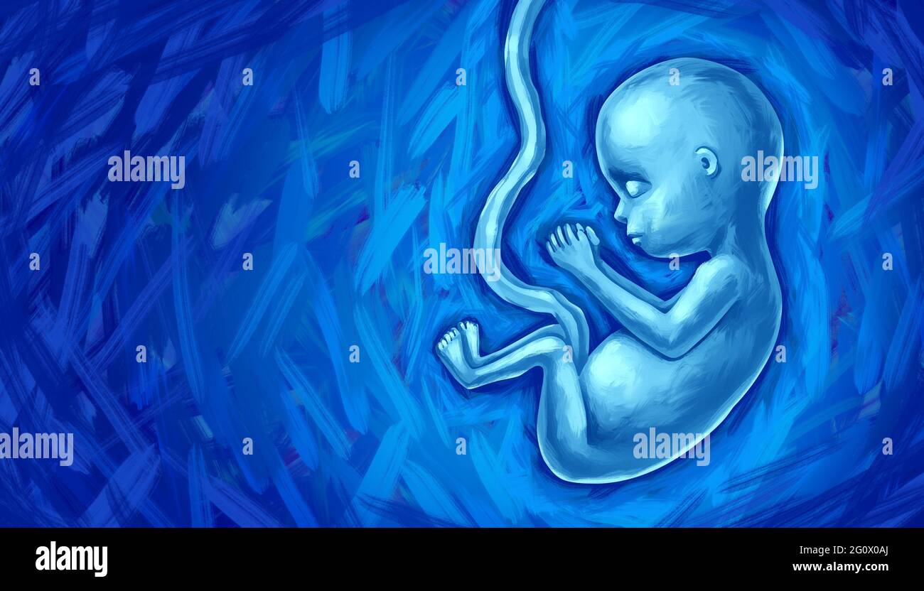 Fetal development and the unborn baby concept as a human fetus or a ...