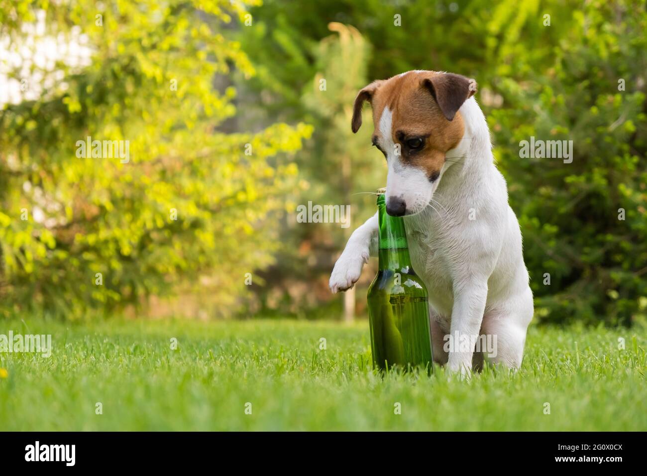 Dog holding a bottle of beer outdoors Stock Photo - Alamy