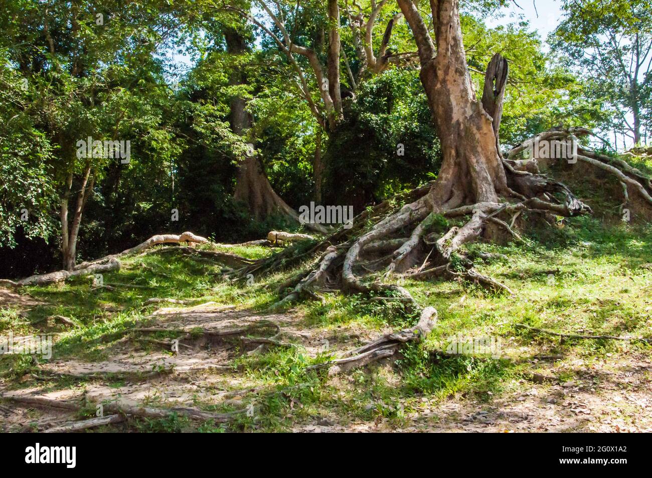 Cambodia. Part of the Angkor Wat temple complex. Detailed view of a ...
