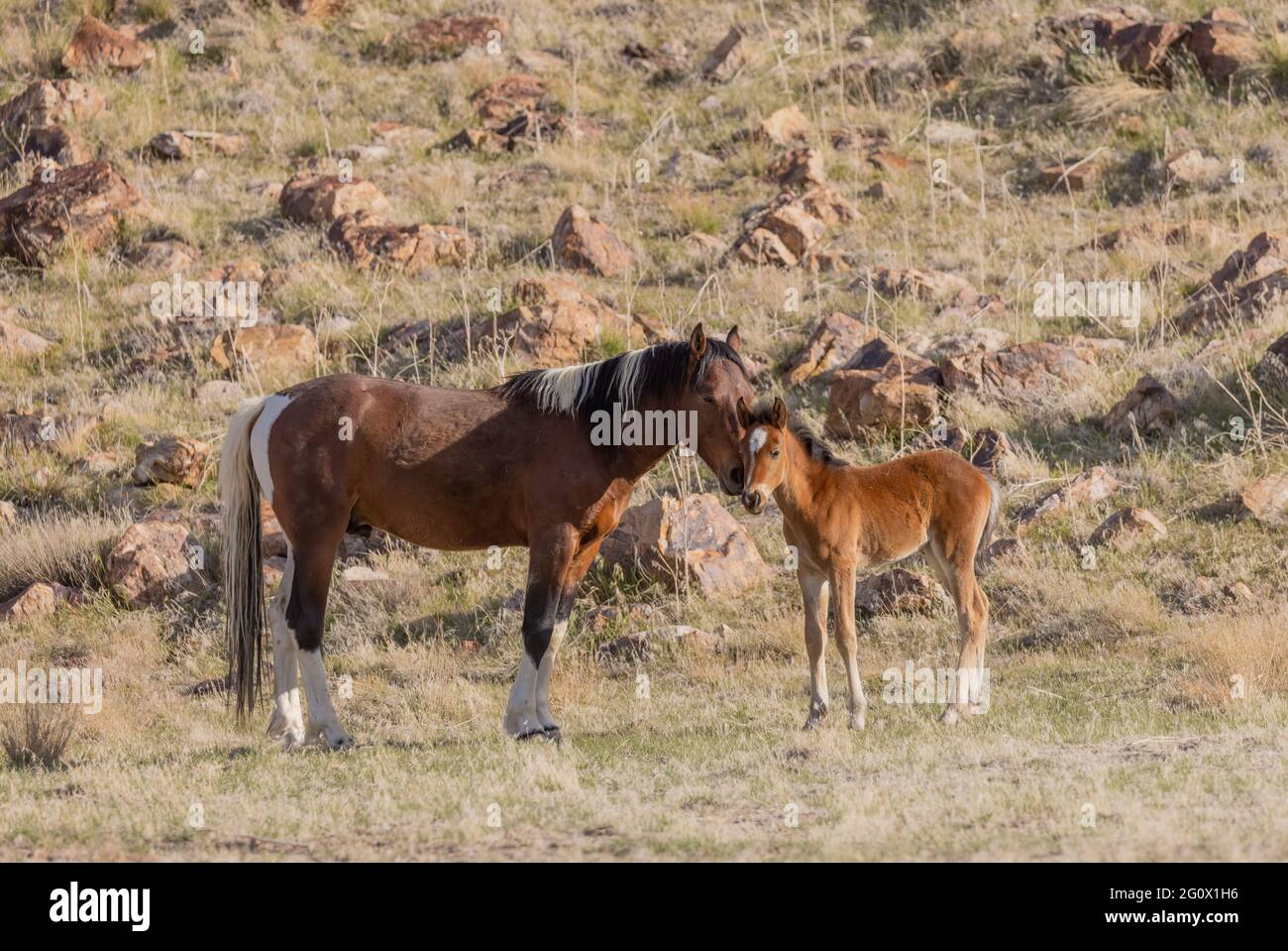 Wild horse stallion with a Young Foal Stock Photo - Alamy