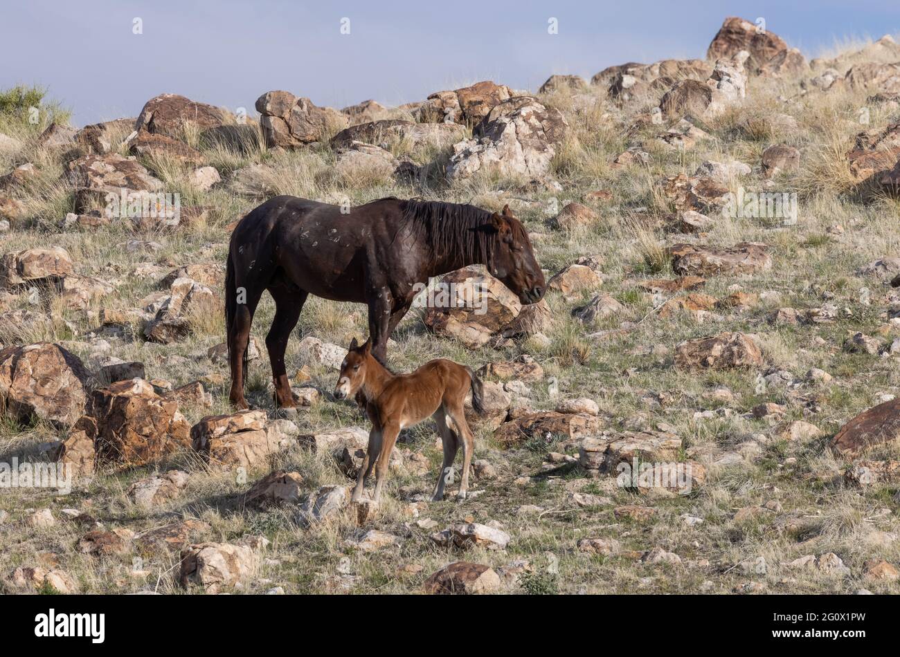 Wild horse stallion with a Young Foal Stock Photo - Alamy