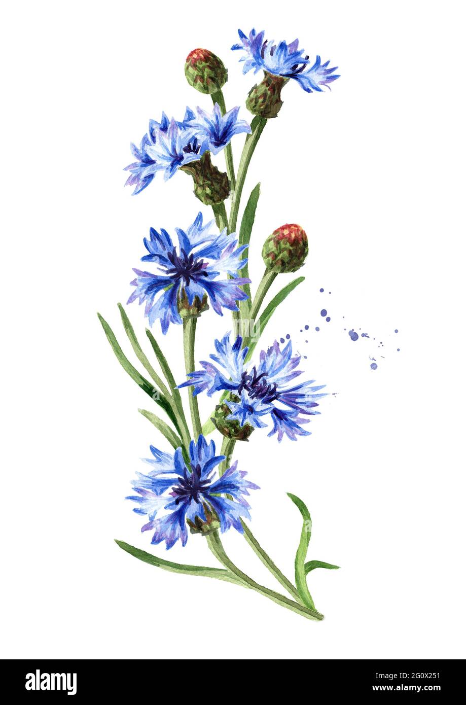 Blue flowers cornflower stems with leaves. Hand drawn watercolor ...