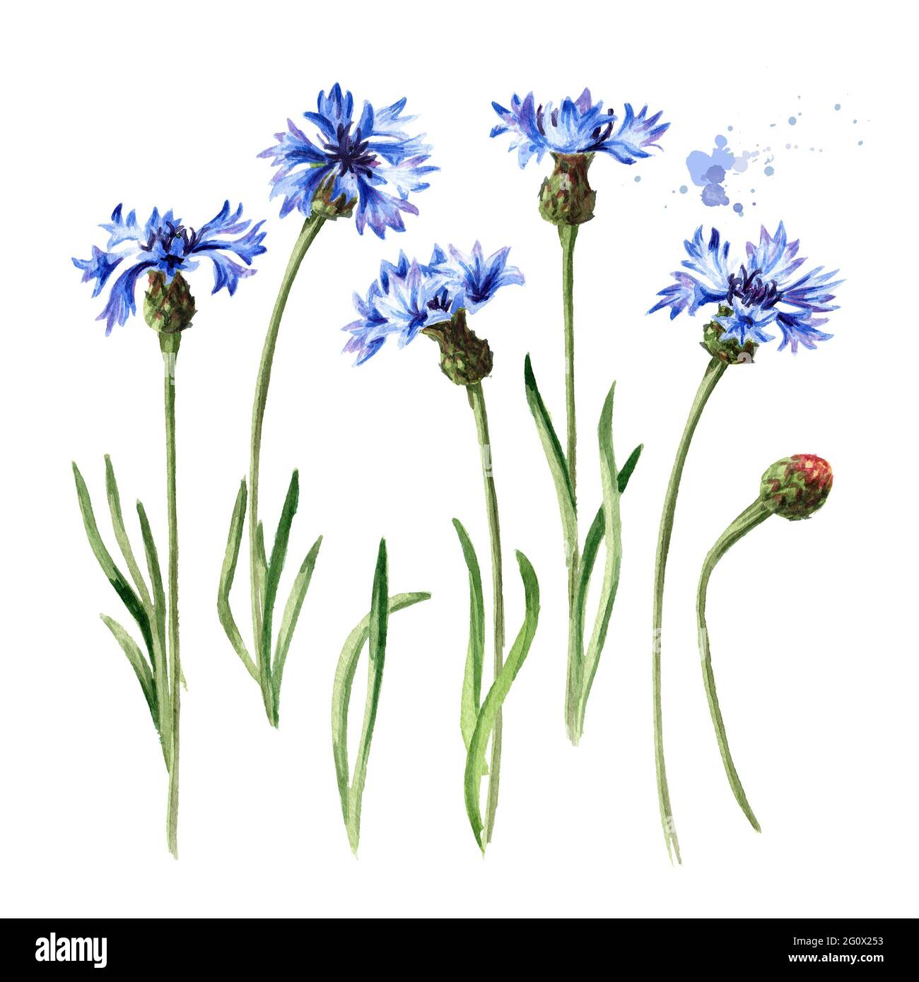 Blue flowers cornflower stems with leaves set. Hand drawn watercolor ...