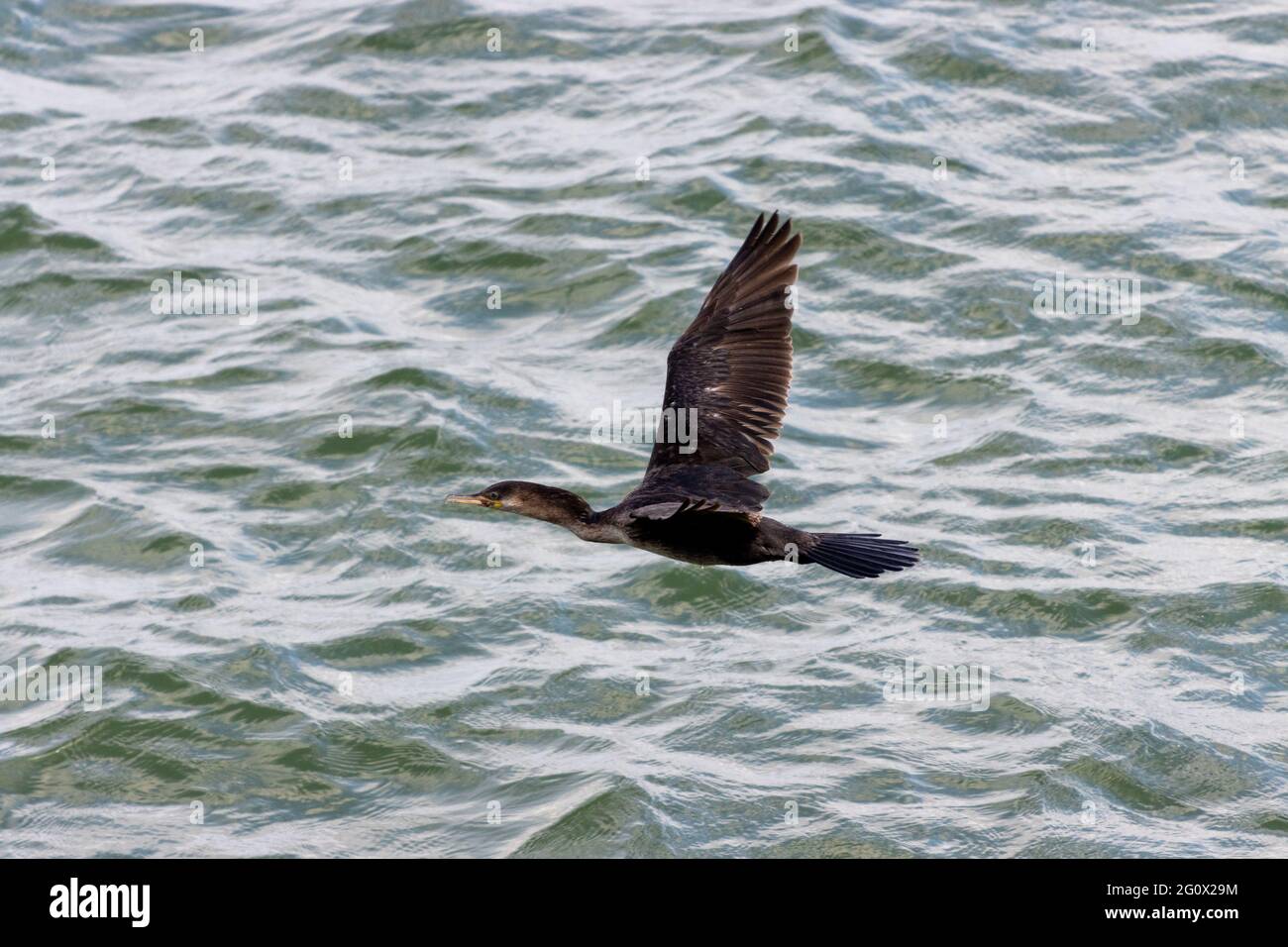Cormorant flying over sea hi-res stock photography and images - Alamy