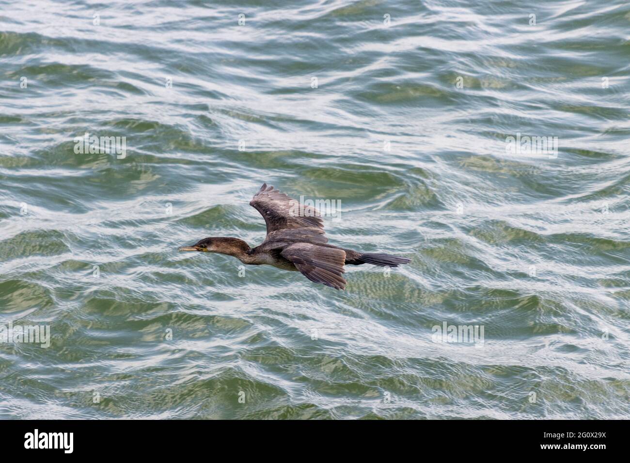 Bounty shag hi-res stock photography and images - Alamy