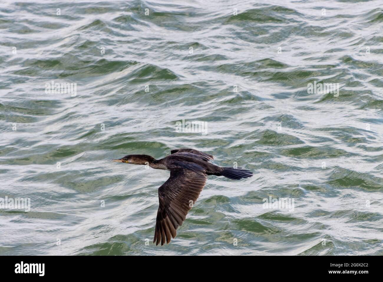 Bounty shag hi-res stock photography and images - Alamy