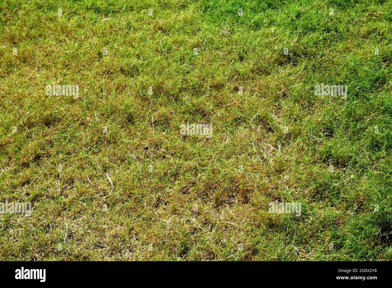 Velvety grass hi-res stock photography and images - Alamy