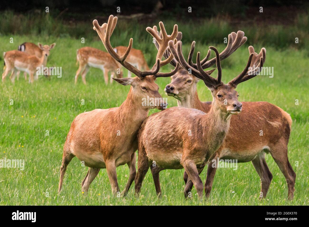 Fuzzy antlers hi-res stock photography and images - Alamy
