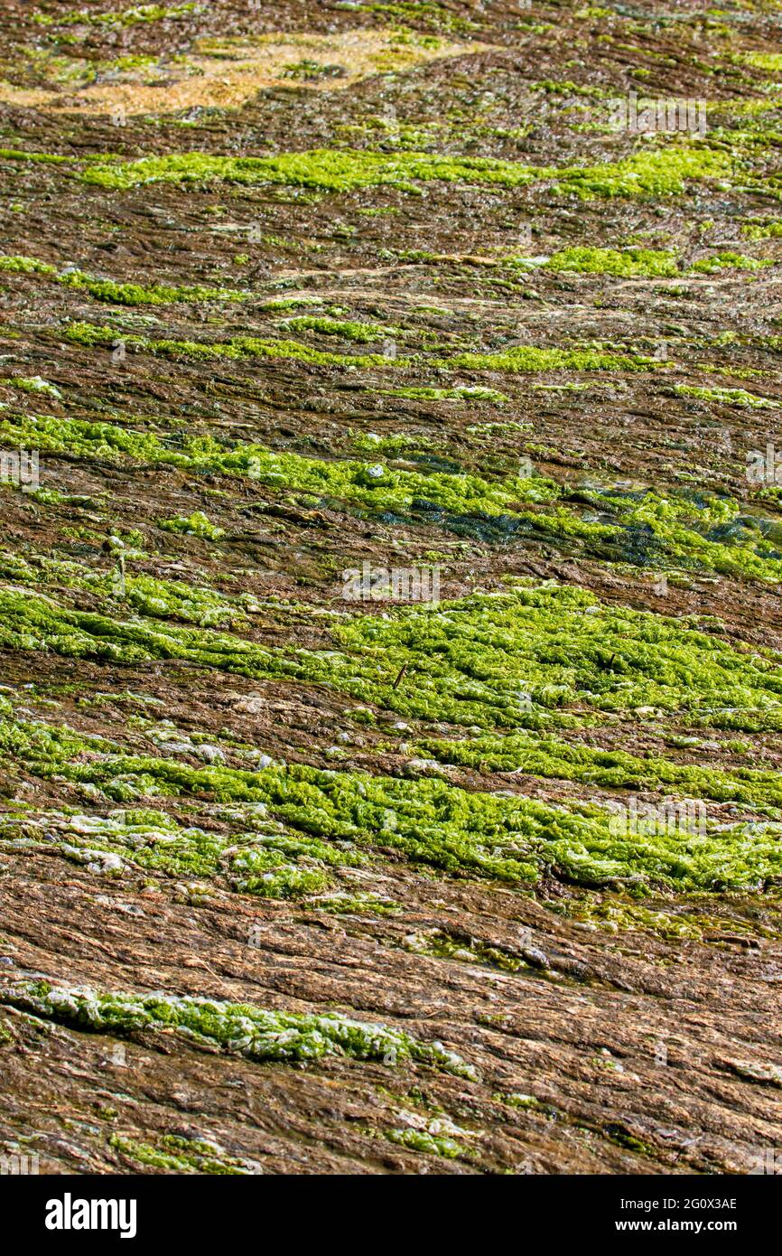 algal bloom Dunwich River Stock Photo - Alamy