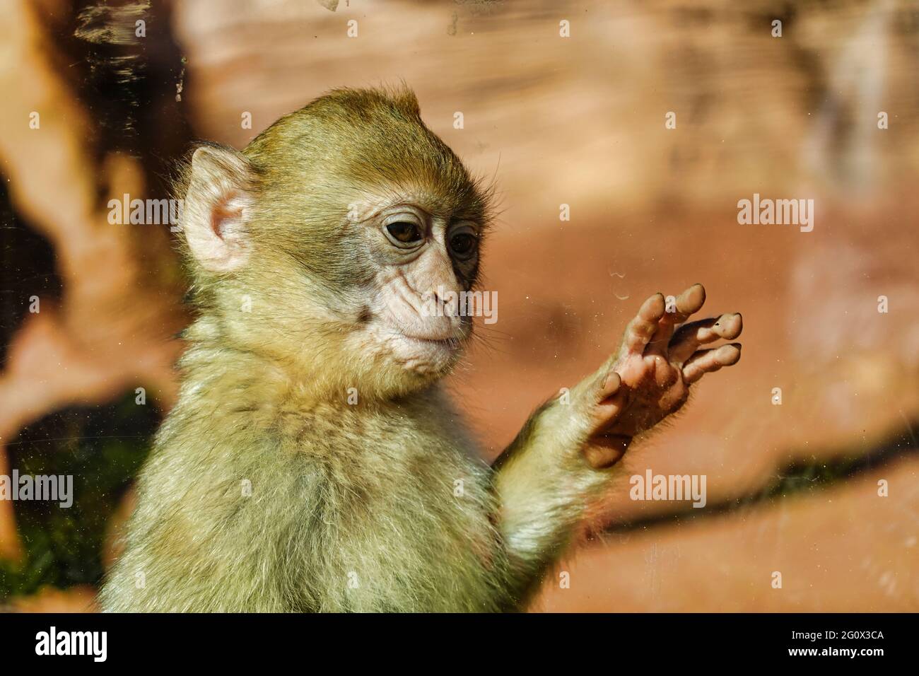 Portrait of a waving baby Rhesus Macaque monkey with a resting face in ...