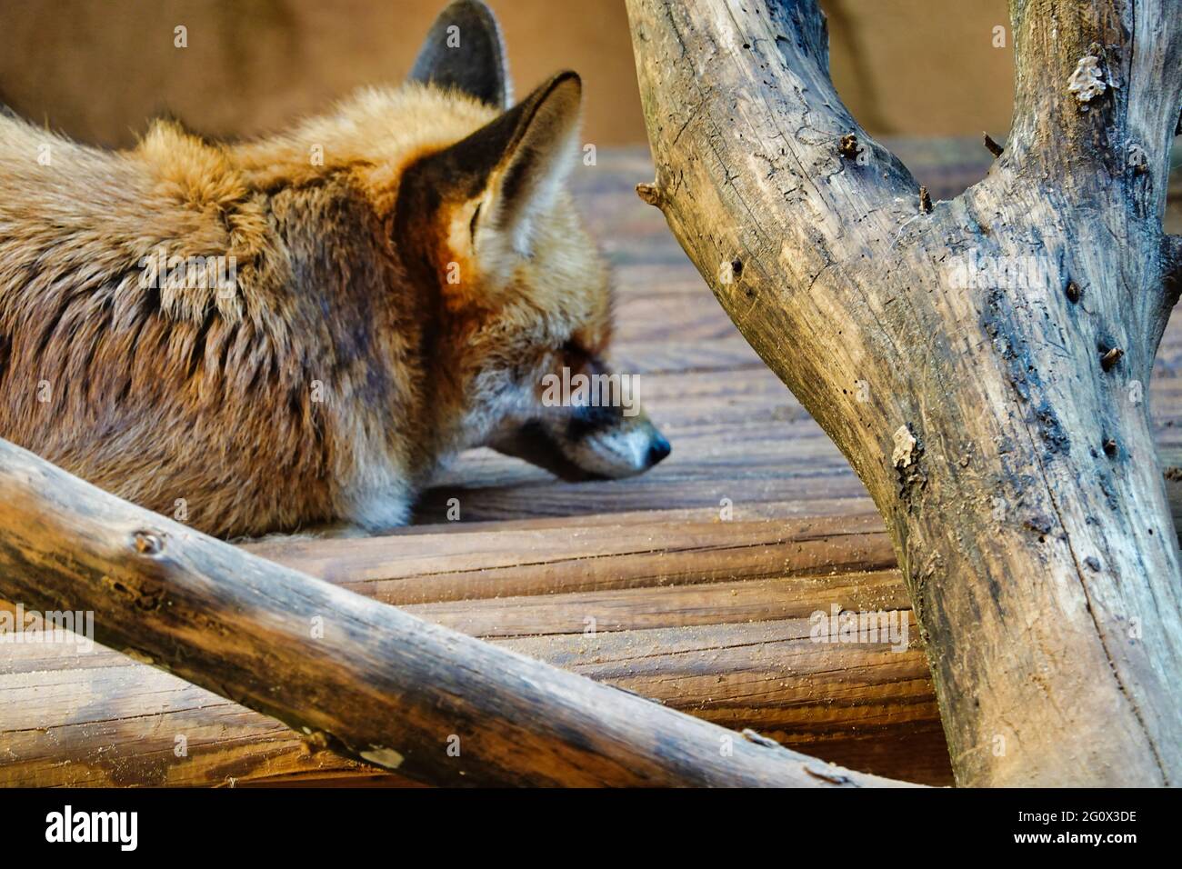 Side view of a Red fox lying on the wood in the zoo Stock Photo - Alamy