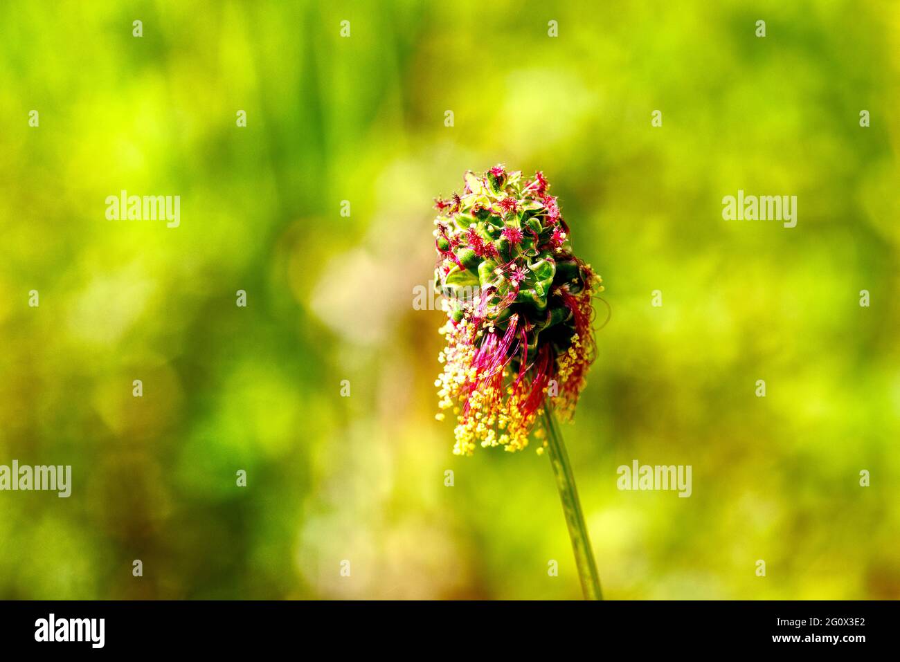 Burnet plant hi-res stock photography and images - Alamy