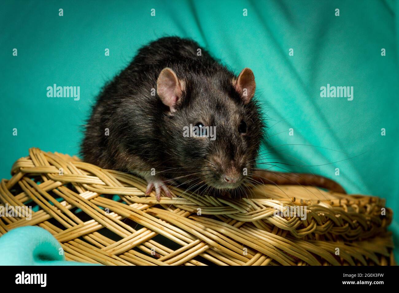 Berkshire rat hi-res stock photography and images - Alamy