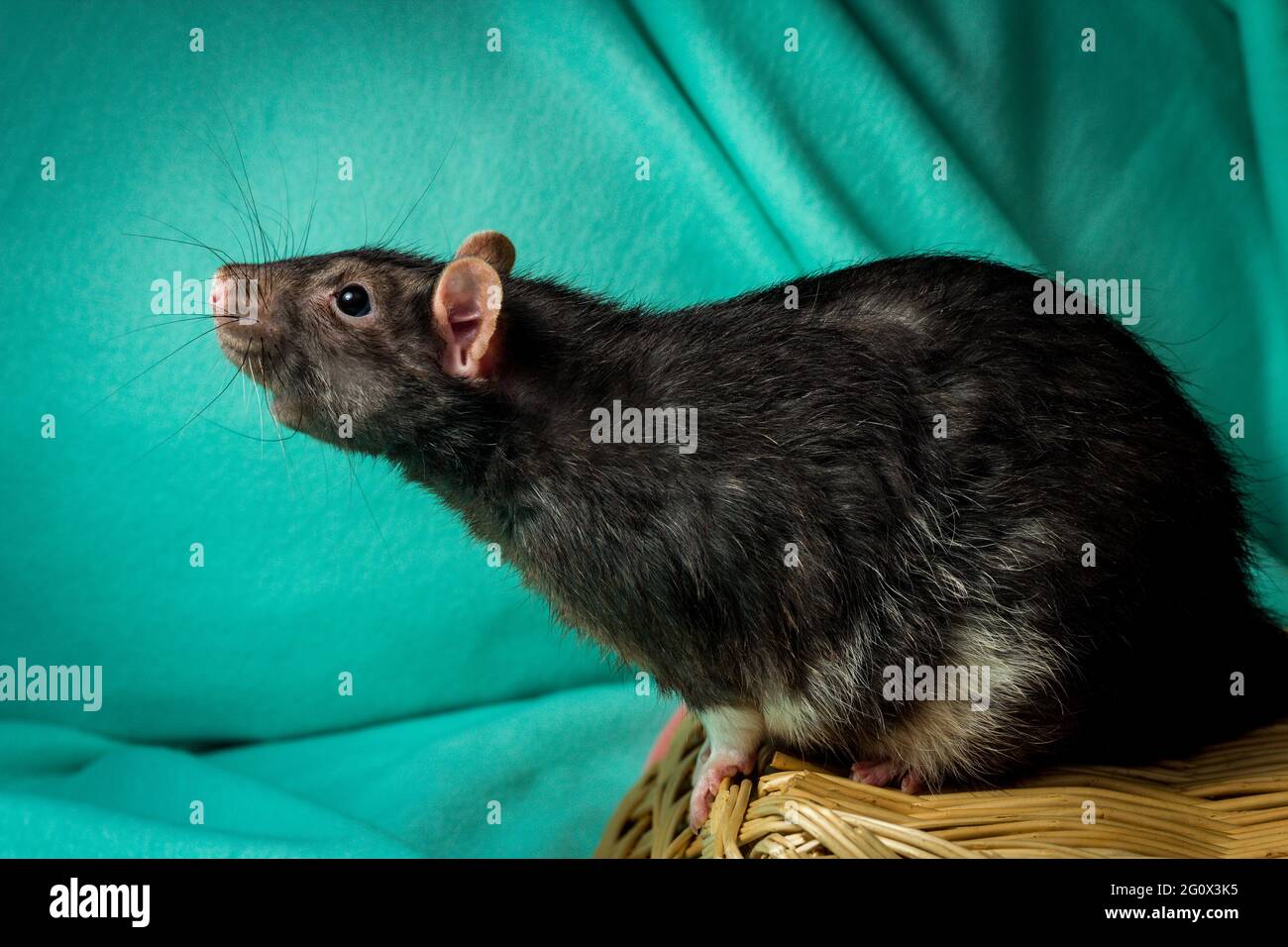 Friendly pet berkshire rat playing in wicker basket Stock Photo - Alamy