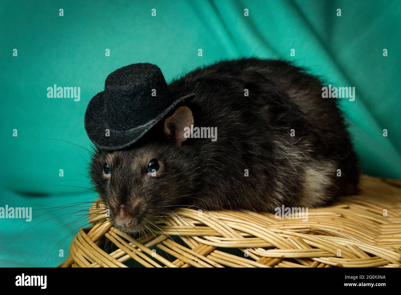 Berkshire rat hi-res stock photography and images - Alamy