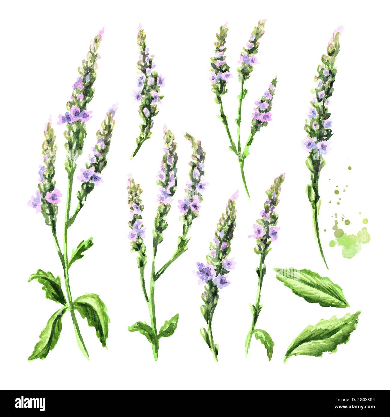 Healing Verbena officinalis set. Watercolor hand drawn illustration ...