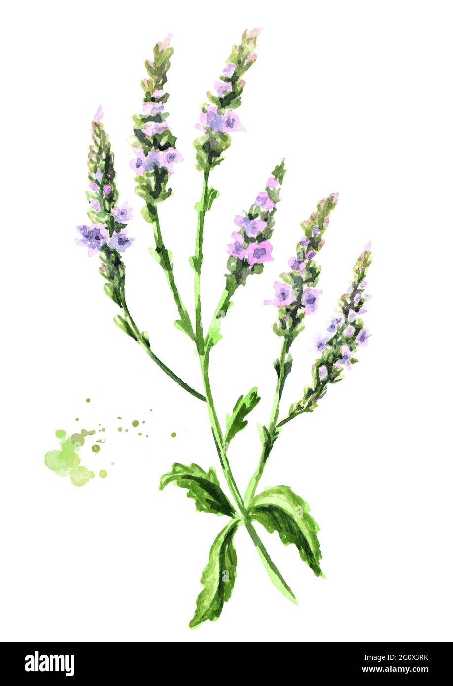 Healing Verbena officinalis plant. Watercolor hand drawn illustration ...