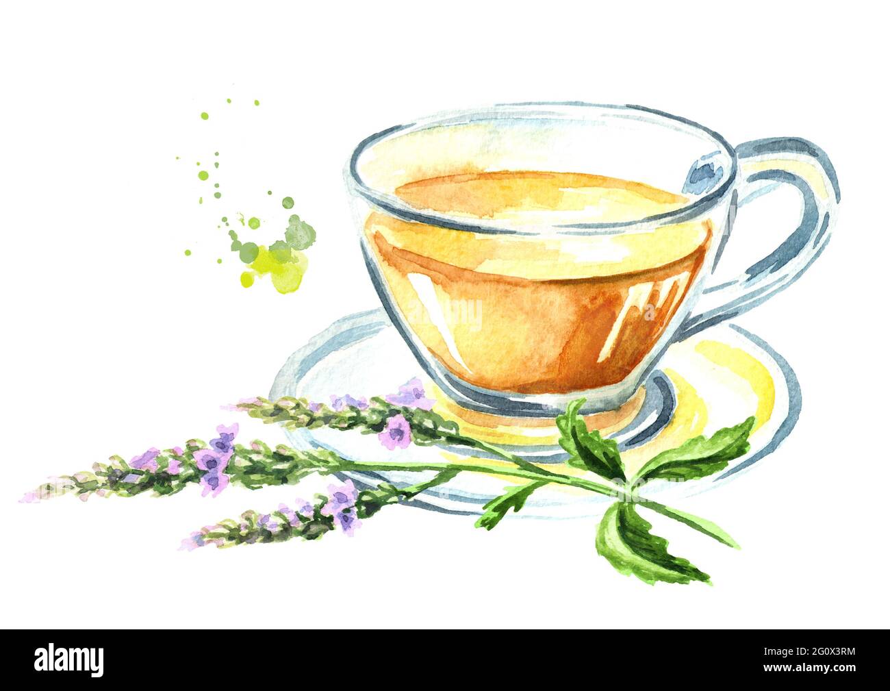 Medicinal plant Verbena tea. Watercolor hand drawn illustration ...
