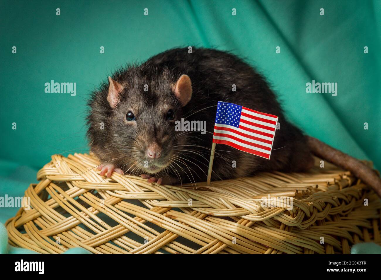 Friendly pet berkshire rat playing in wicker basket with American flag ...
