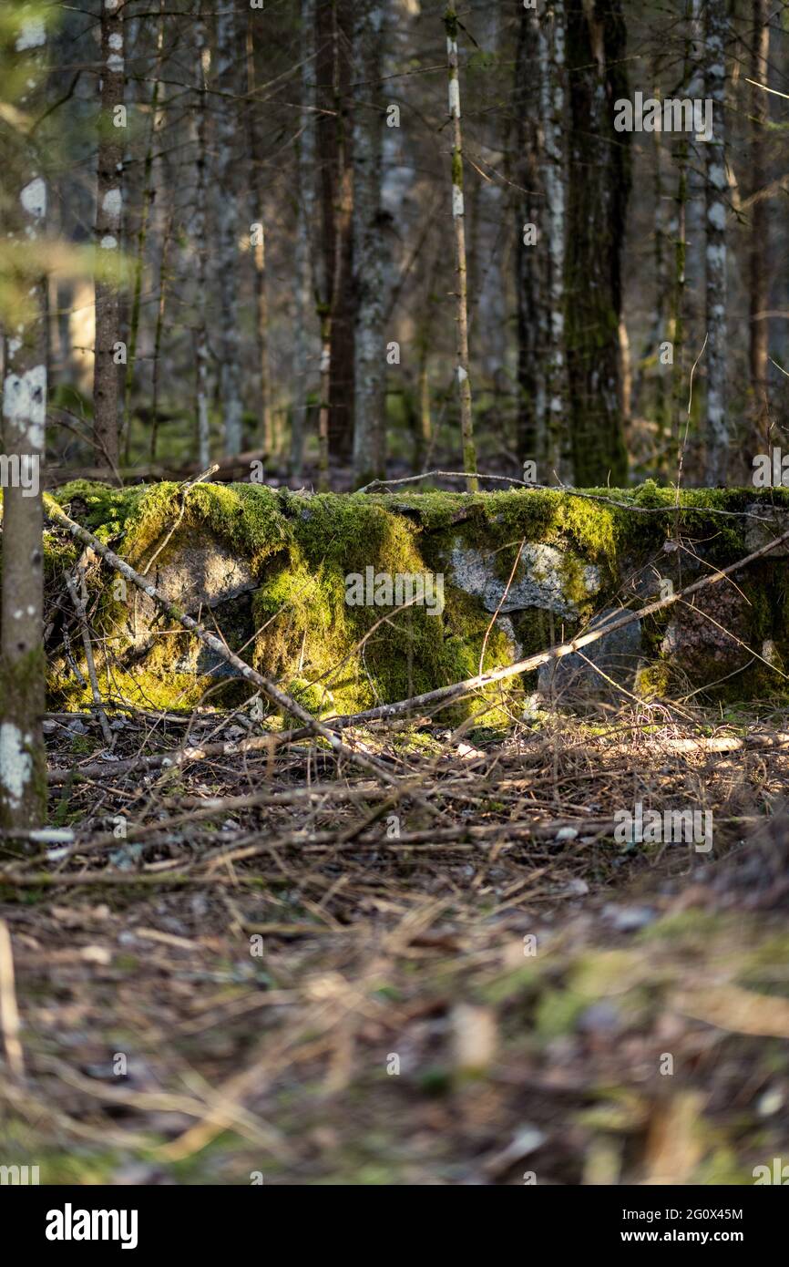 chaotic spring forest lush with messy tree trunks and some foliage ...