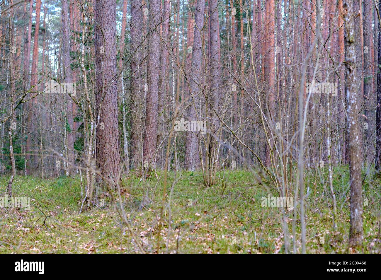 chaotic spring forest lush with messy tree trunks and some foliage ...