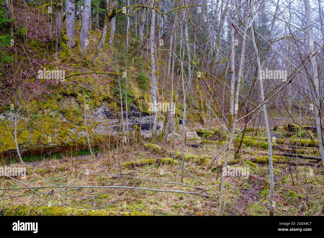 chaotic spring forest lush with messy tree trunks and some foliage ...
