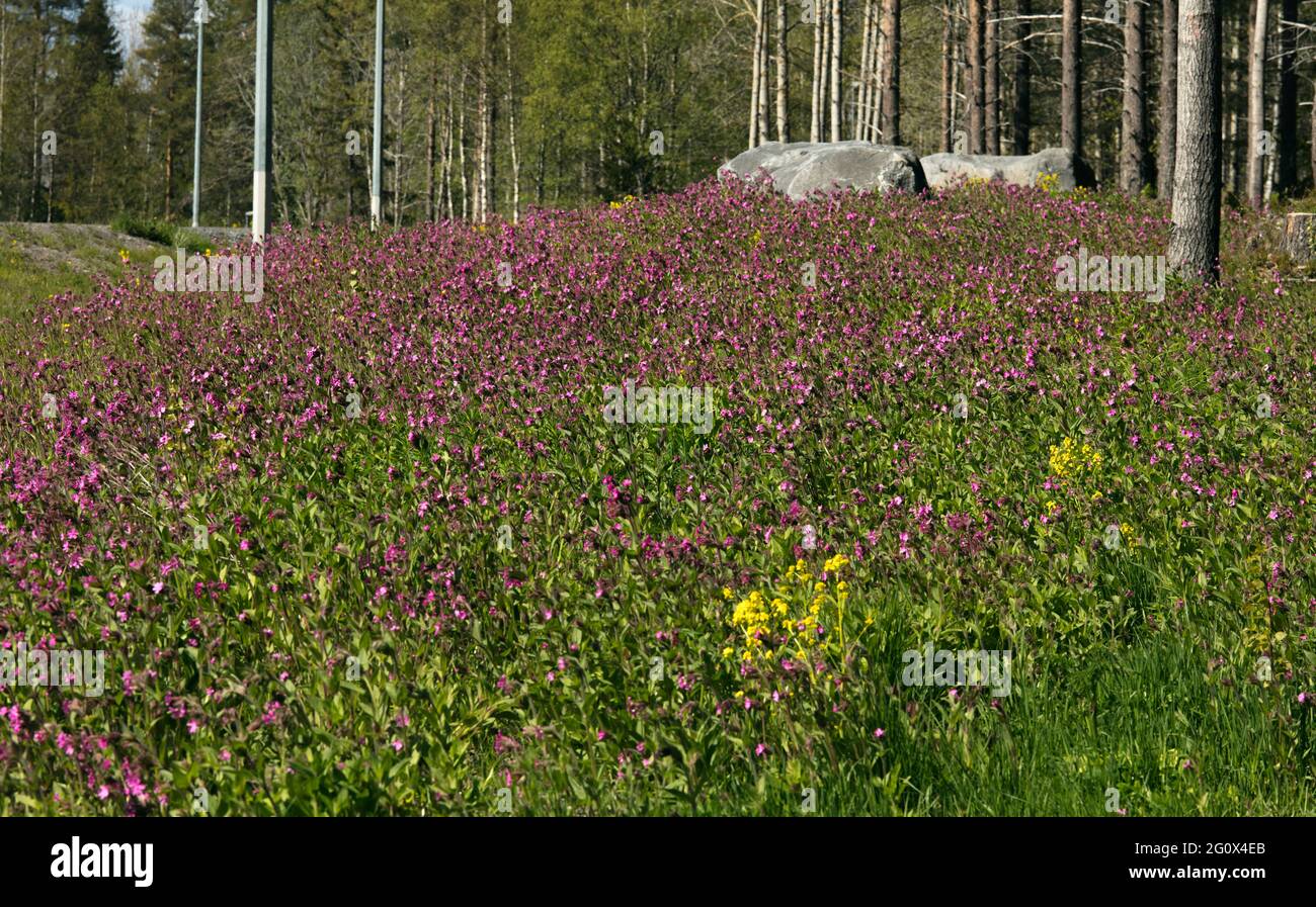 Colorful flowers cover the roadside. Stones and trees in bright ...