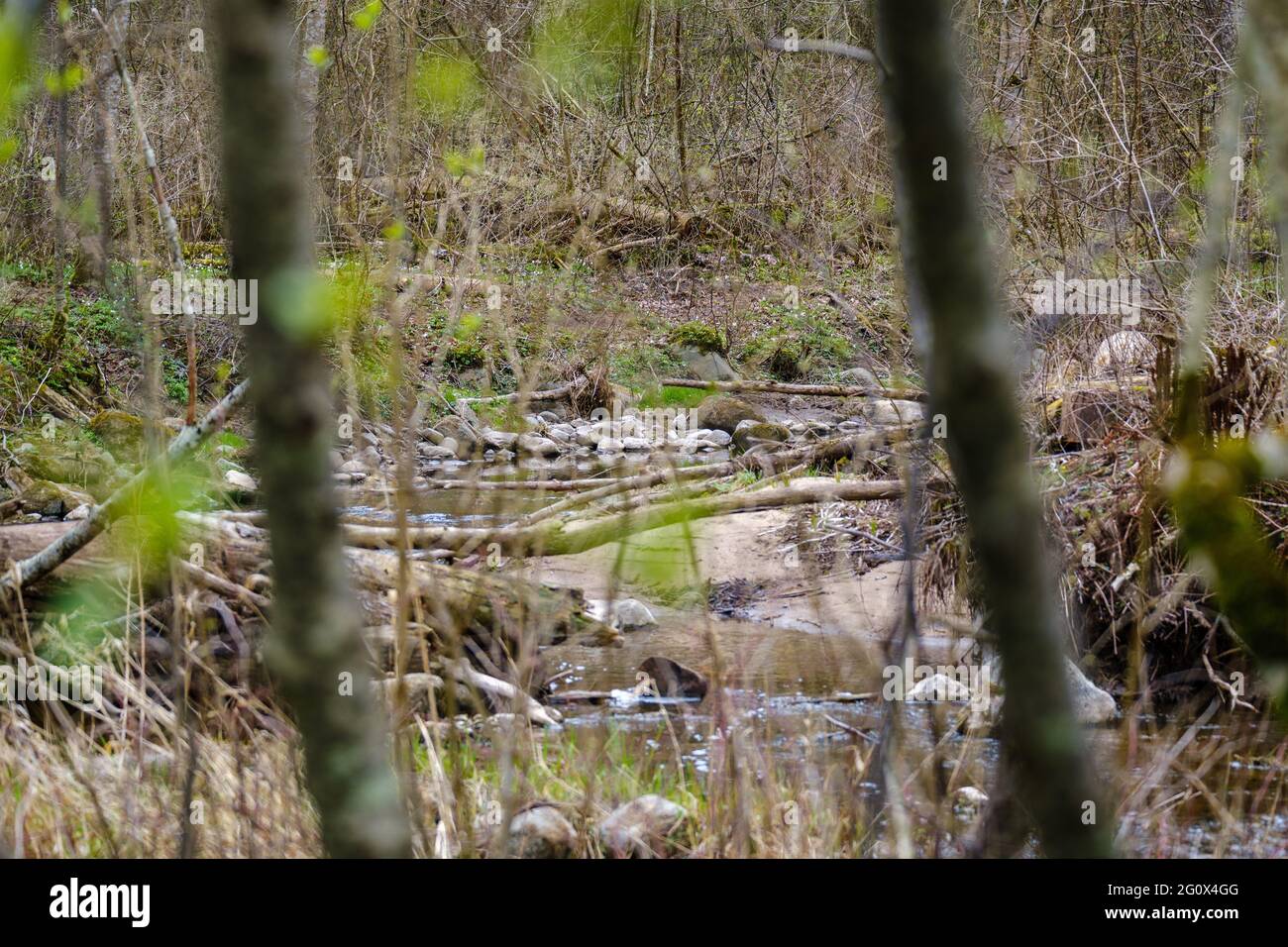 chaotic spring forest lush with messy tree trunks and some foliage ...