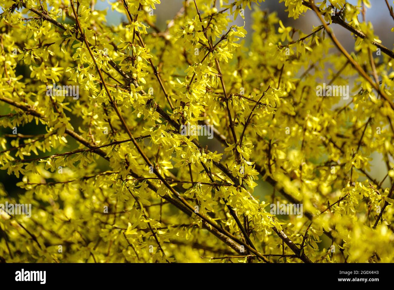country garden bush blooming with yellow flowers in spring Stock Photo ...