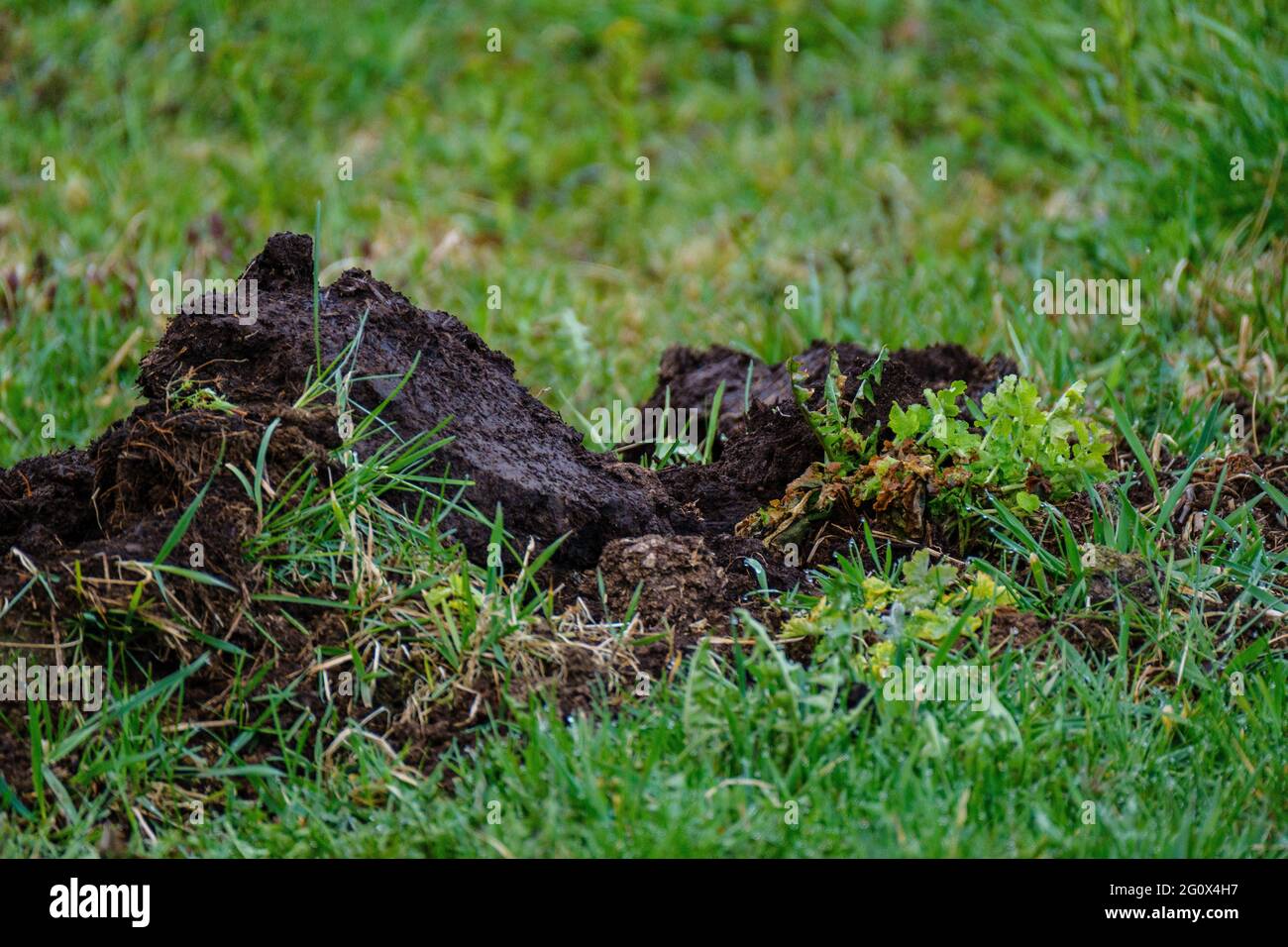 random garbage junk items left in nature trails after tourists Stock ...