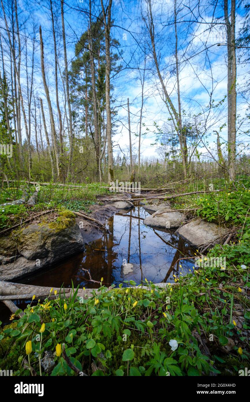 small rural pond with grass and reflections in water in summer Stock ...