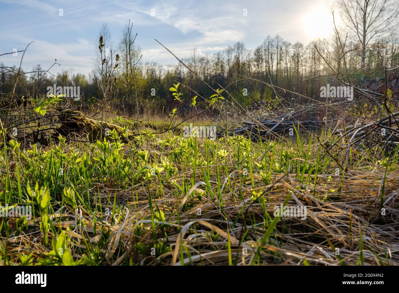 chaotic spring forest lush with messy tree trunks and some foliage ...