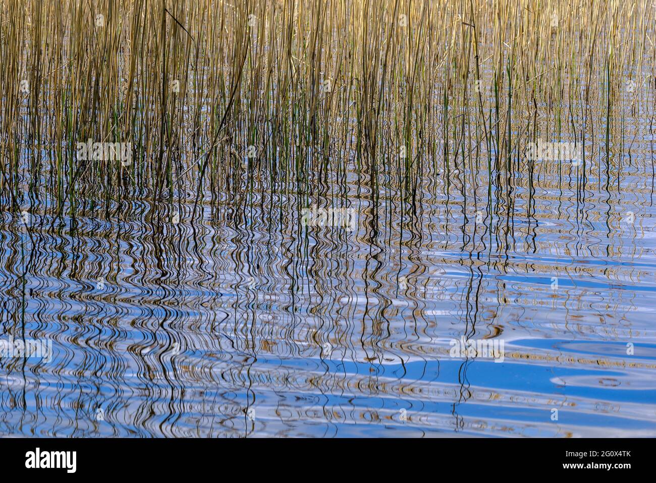 small rural pond with grass and reflections in water in summer Stock ...
