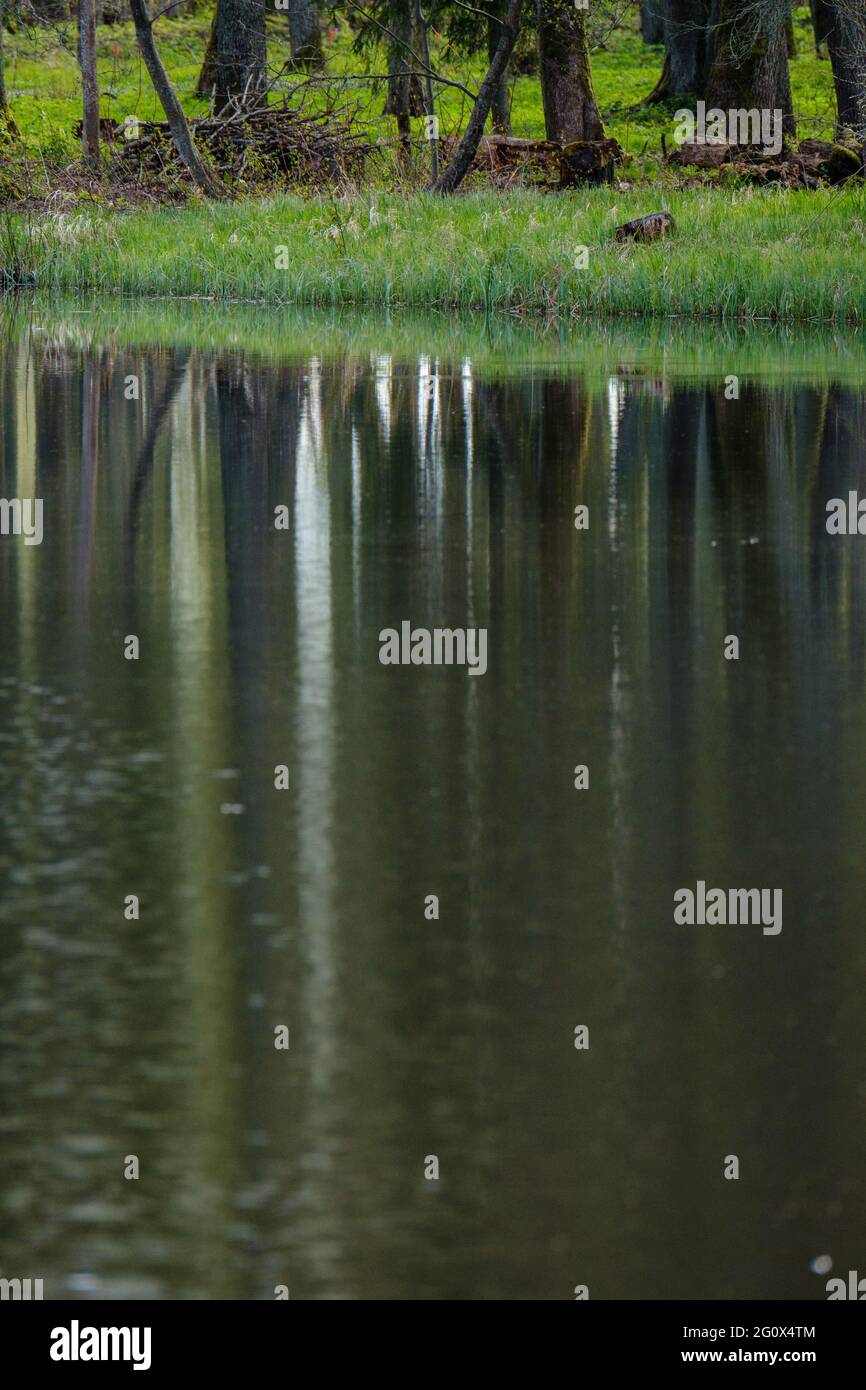 small rural pond with grass and reflections in water in summer Stock ...