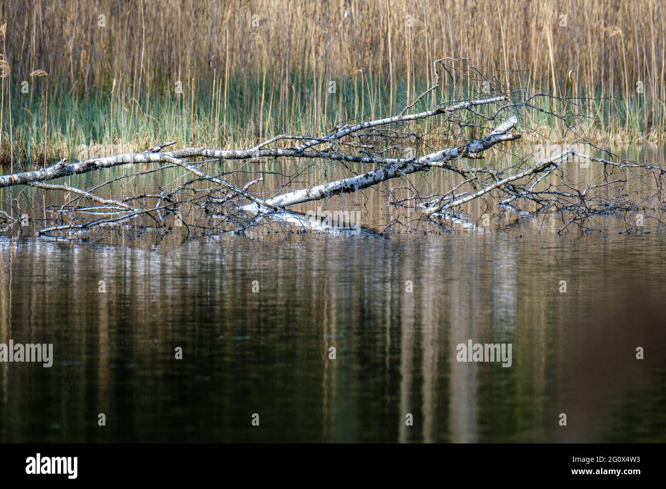 small rural pond with grass and reflections in water in summer Stock ...