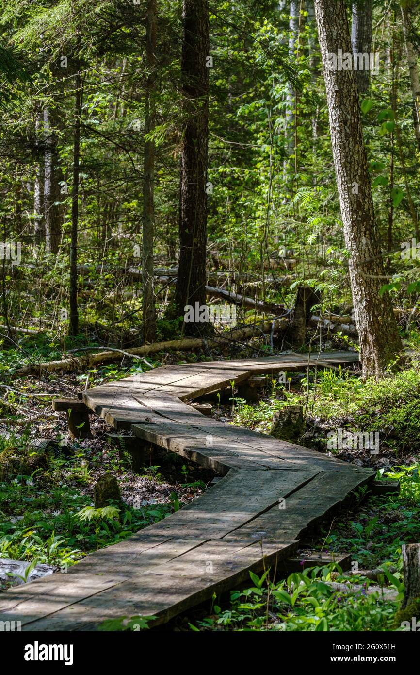 wooden plank footpath in forest for hiking in wild nature. summer scene ...