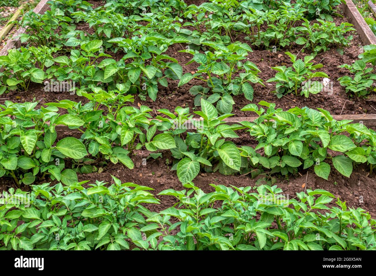 Rows of potatoes in a garden vegetable plot or allotment Stock Photo ...