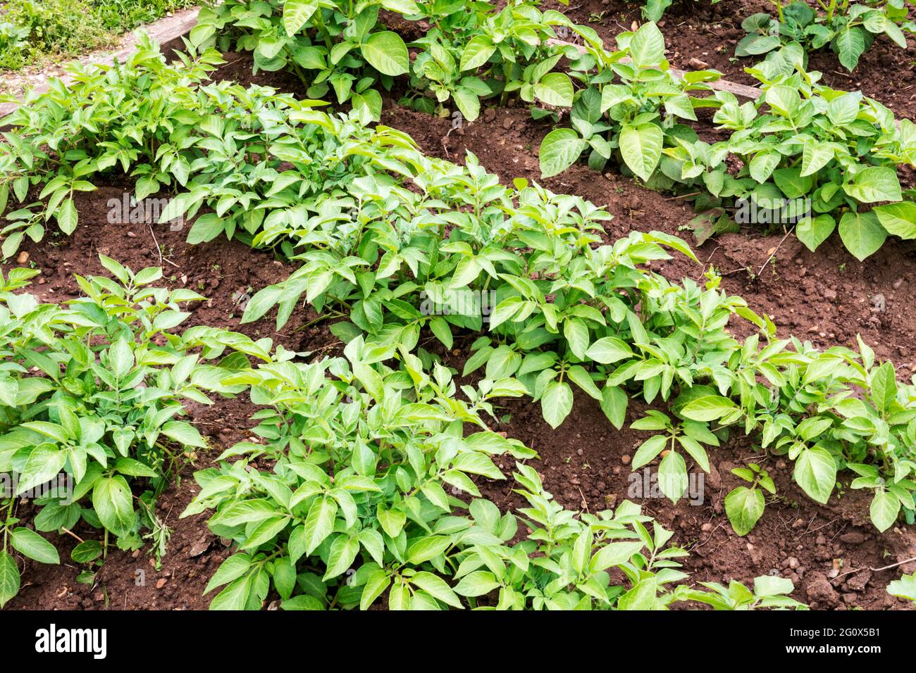 Anya potato growing hi-res stock photography and images - Alamy