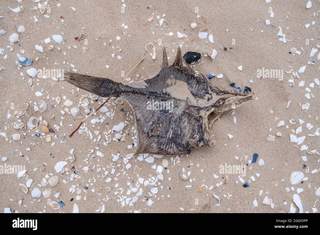 random garbage junk items left in nature trails after tourists Stock ...