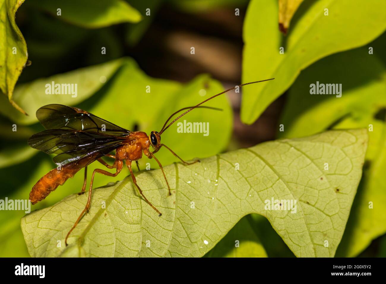 Parasitoid Wasp from the Braconidae Family Stock Photo - Alamy