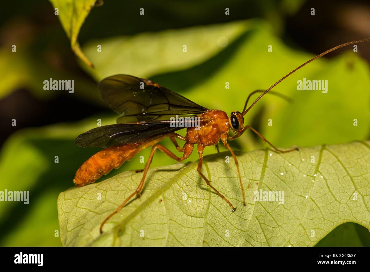 Parasitoid Wasp from the Braconidae Family Stock Photo - Alamy