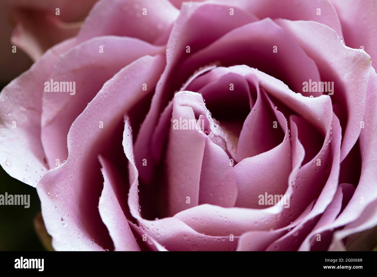 Purple rose dew drops hi-res stock photography and images - Alamy