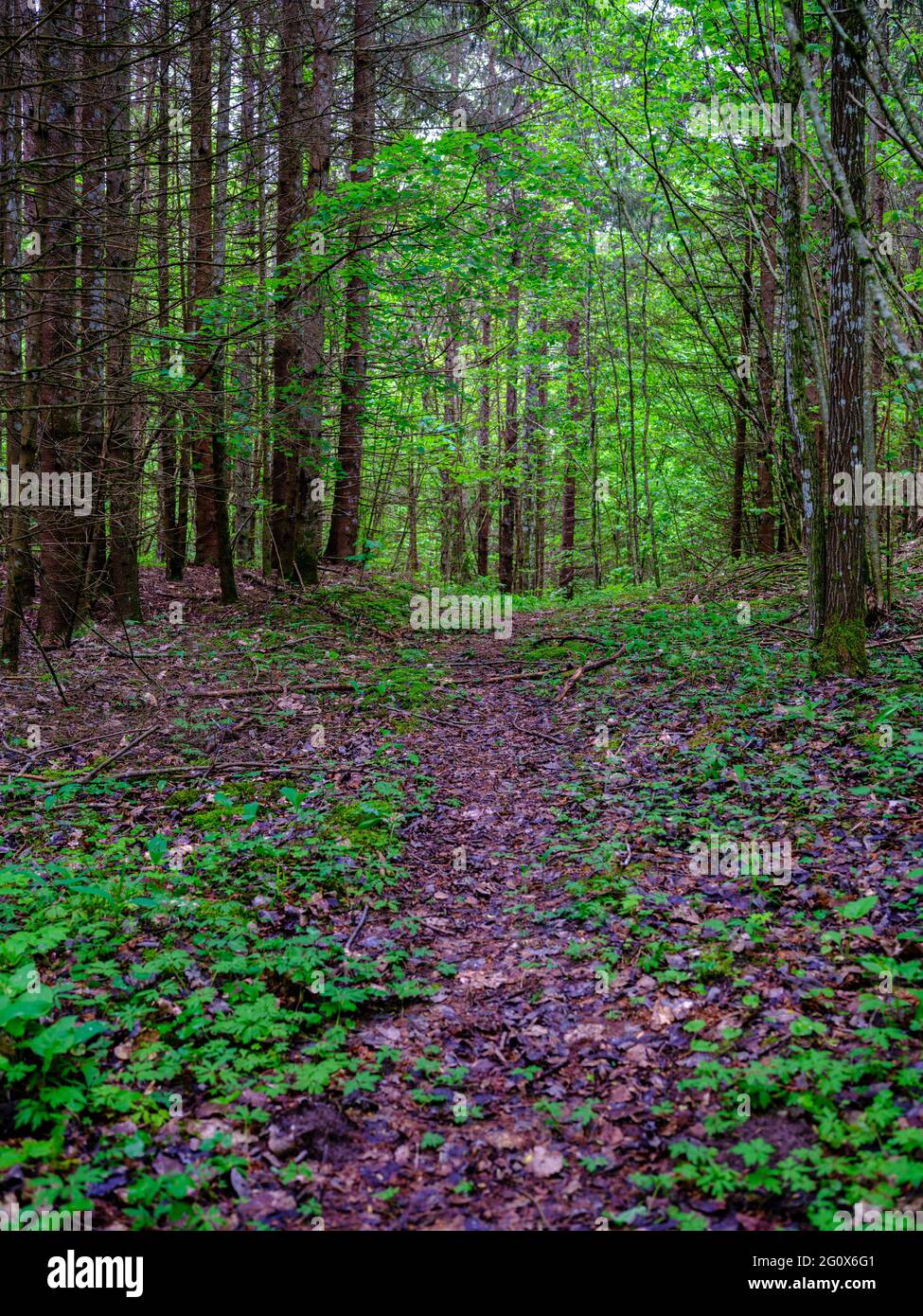 narrow tourist hiking trail in forest. footpath for nature adventures ...